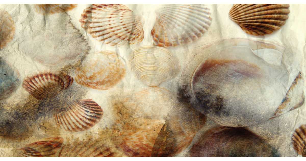 Quadro FOSSILI DI CONCHIGLIE G2038 PINTDECOR